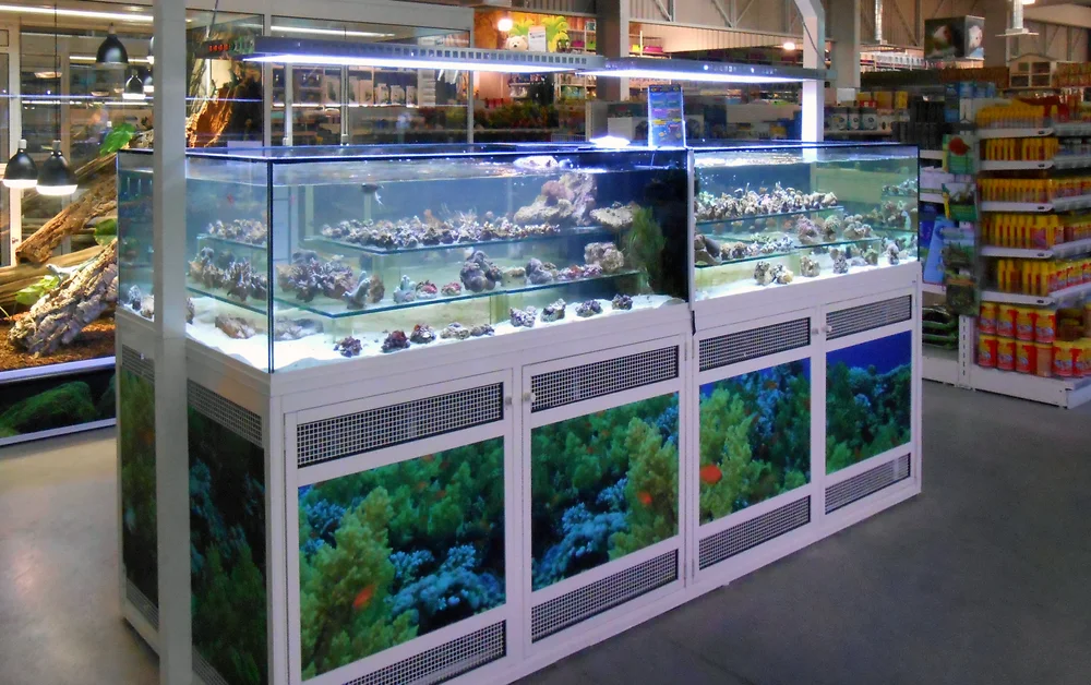 invertebrates display