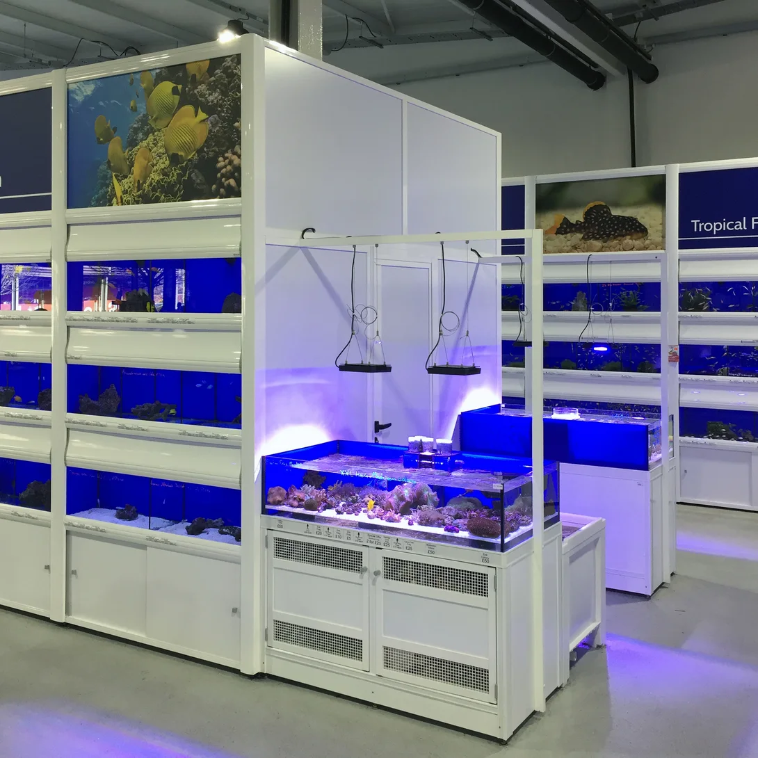 invertebrates display