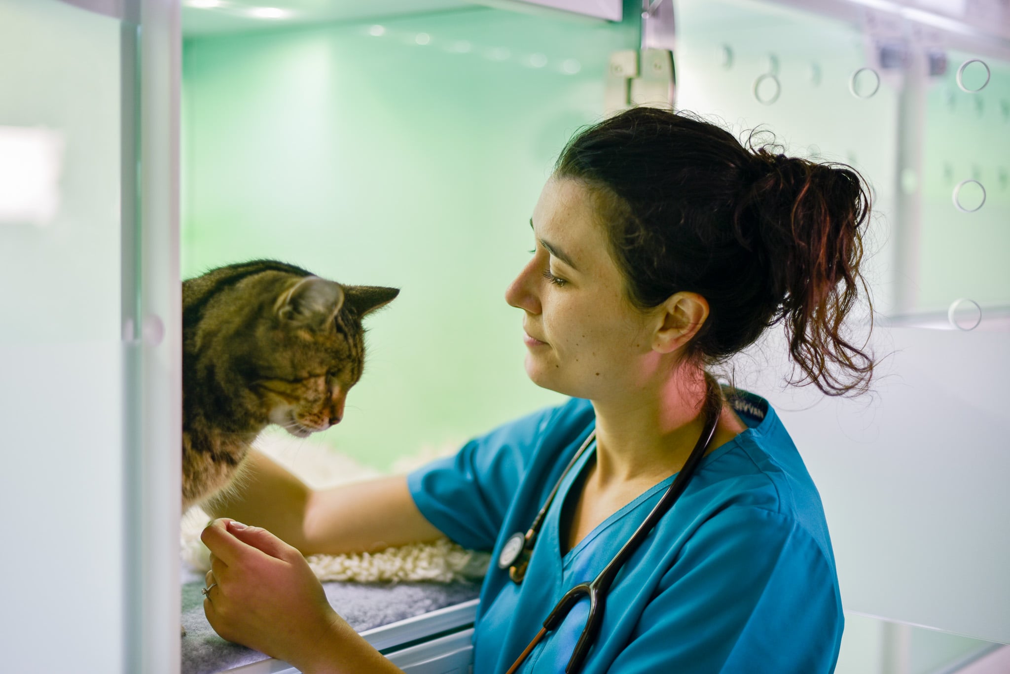 What Makes a Good Cat Kennel? | Casco Pet - US