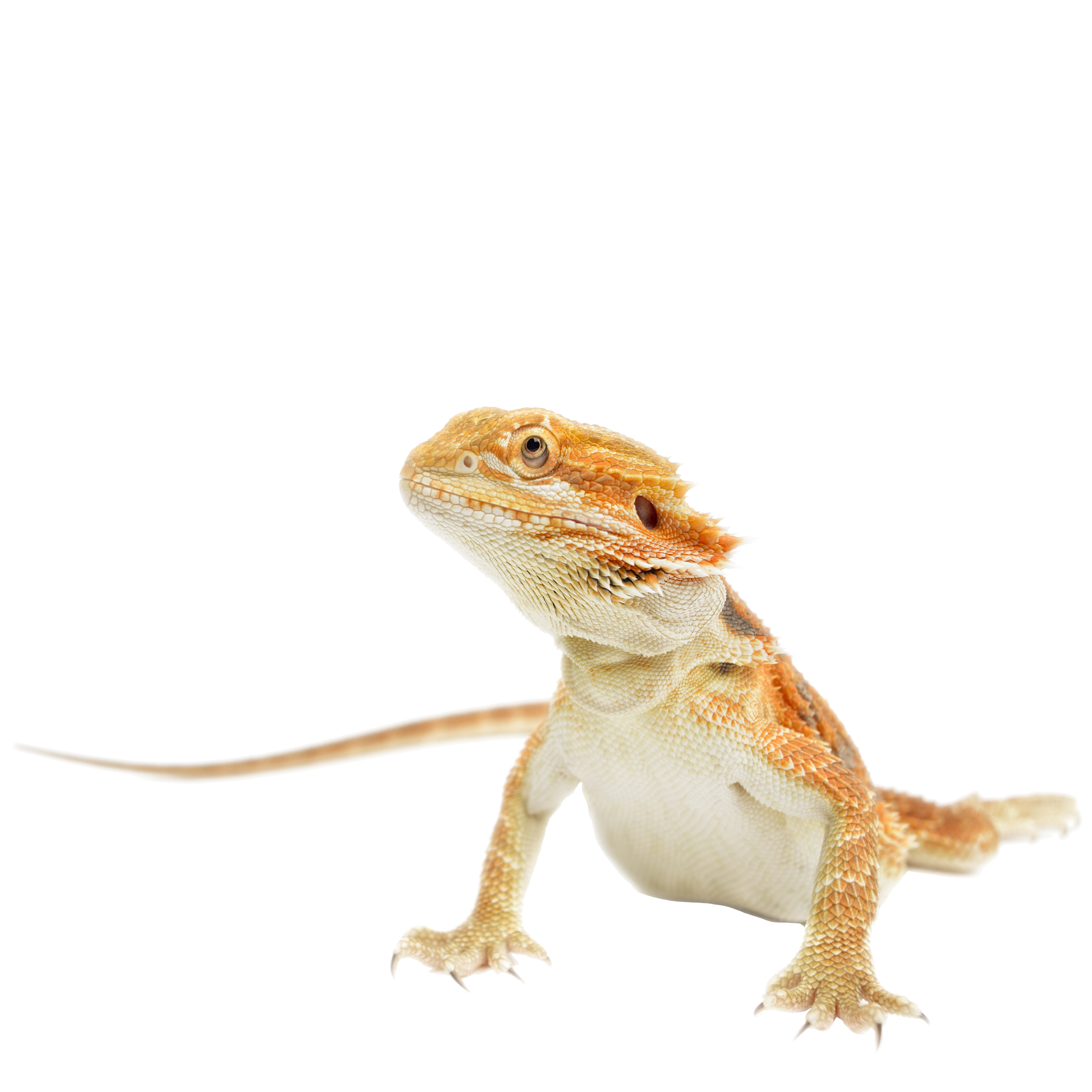 Reptile Stack | Casco Pet - US