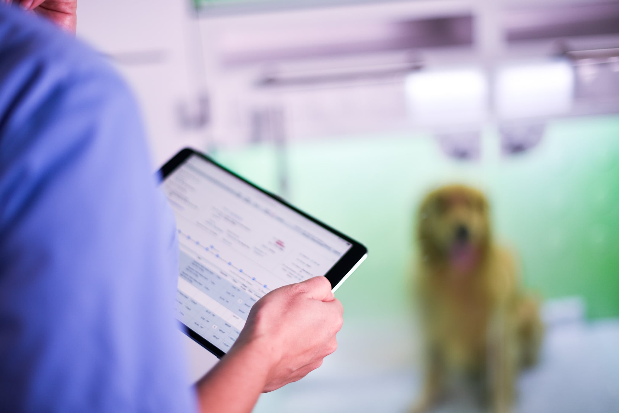 Post-operative care and the importance of monitoring | Casco Pet - US