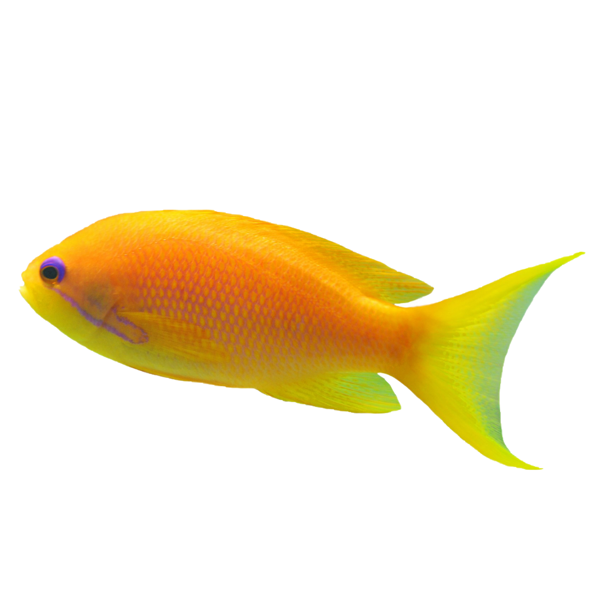 Marine Aquarium Racks | Casco Pet - UK
